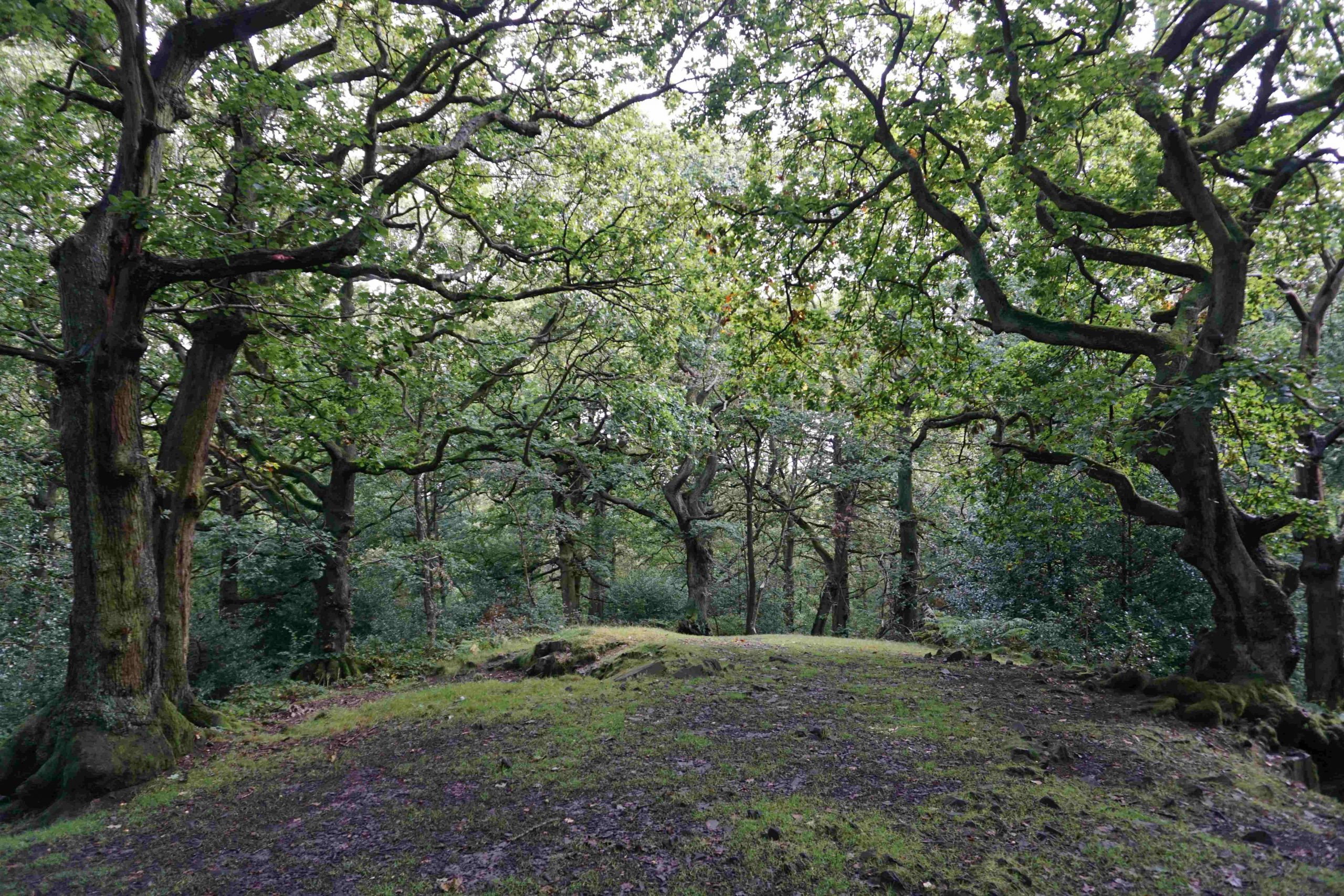 Nature Reserve Spotlight: Swithland Wood – Exploration Journal