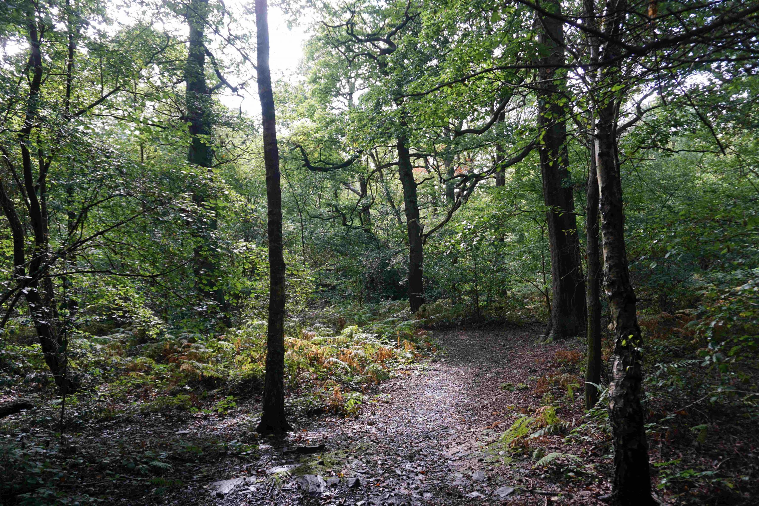 Nature Reserve Spotlight: Swithland Wood – Exploration Journal
