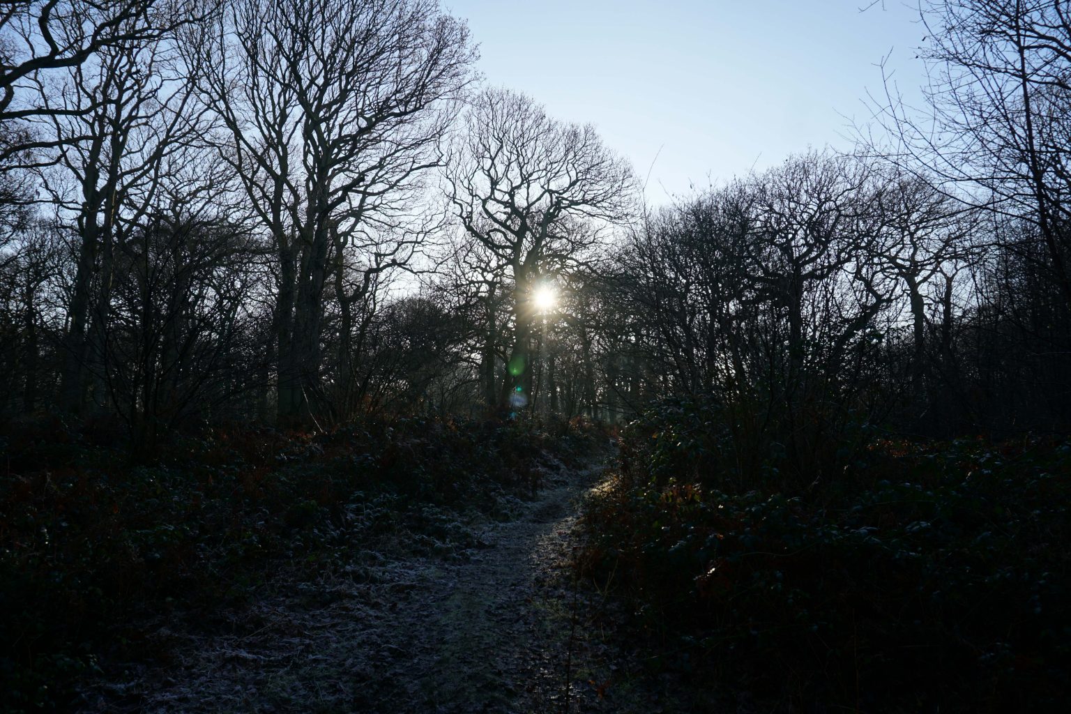 Nature Reserve Spotlight: Ryton Wood – Exploration Journal