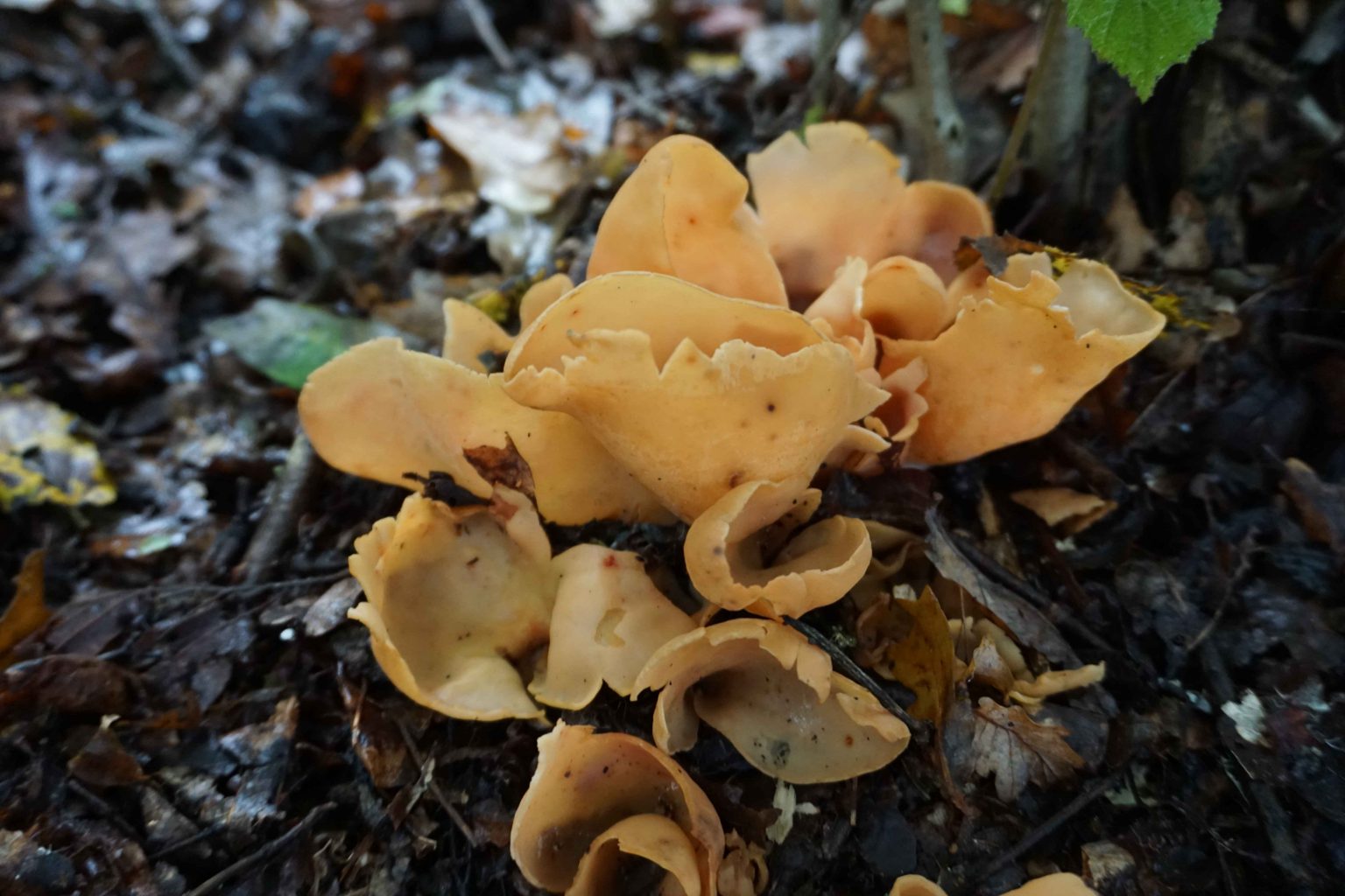 Nature Reserve Spotlight: Ryton Wood – Exploration Journal