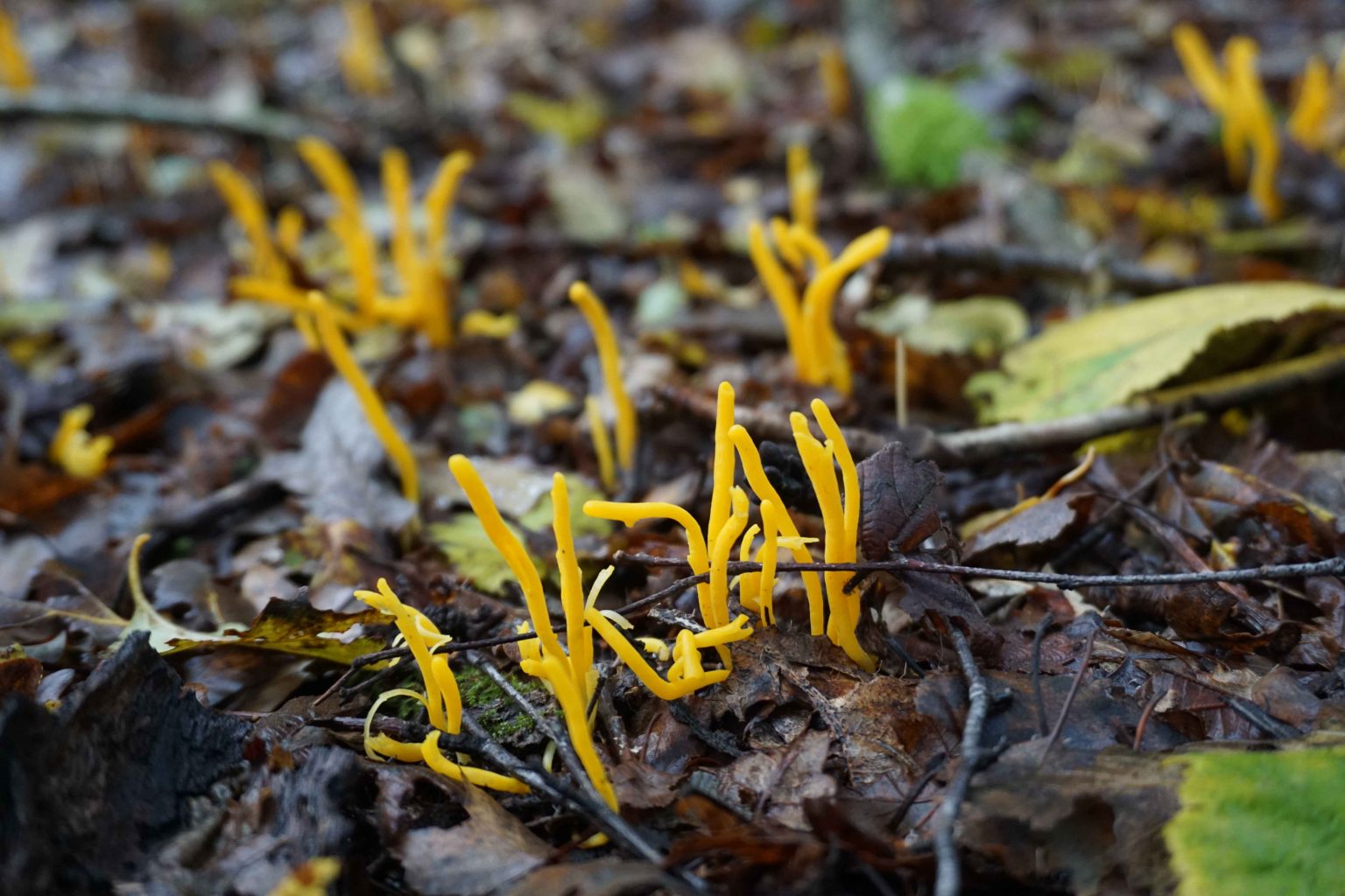 Nature Reserve Spotlight: Ryton Wood – Exploration Journal