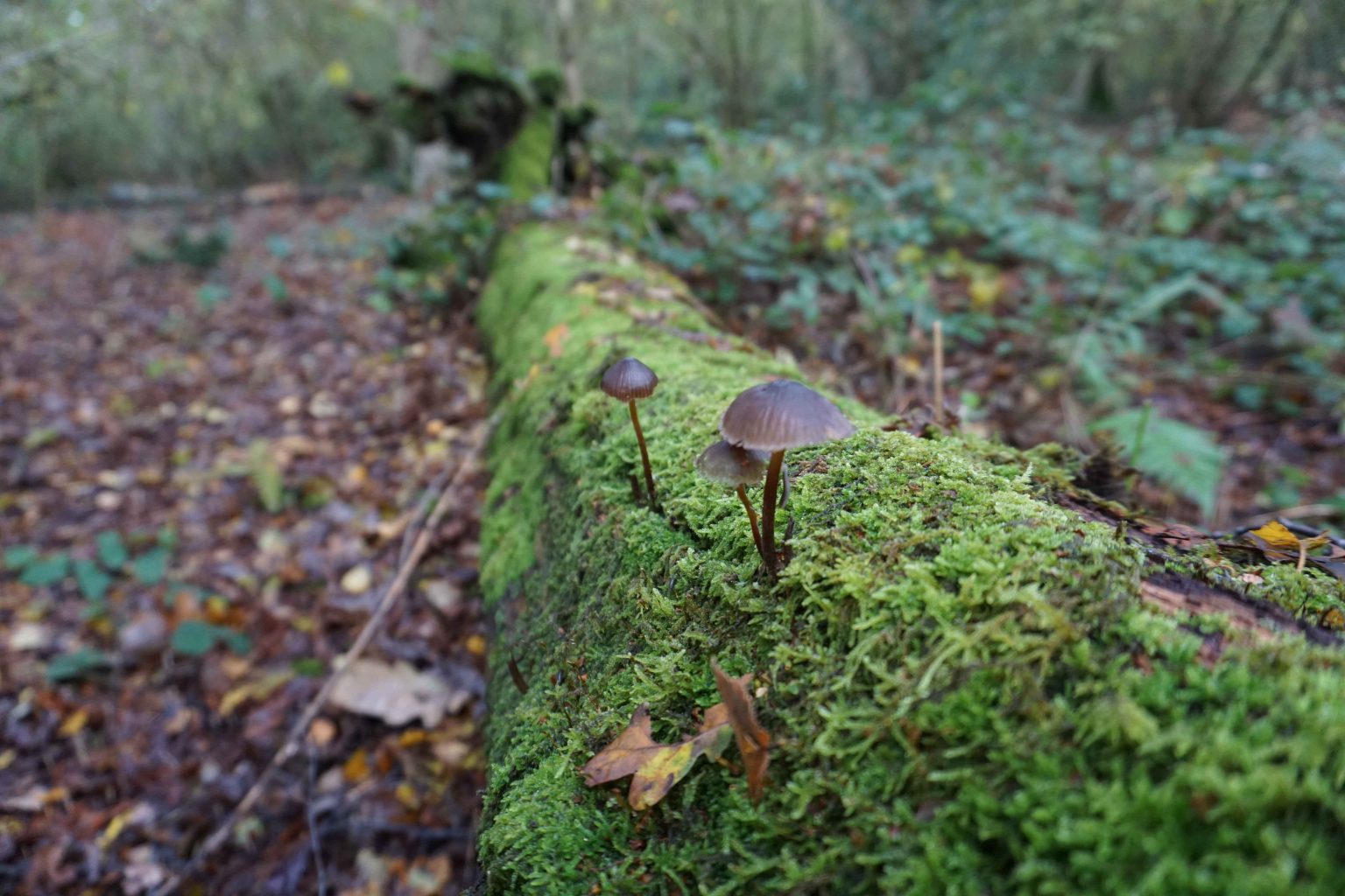 Nature Reserve Spotlight: Ryton Wood – Exploration Journal