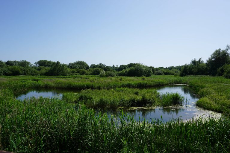 Nature Reserve Spotlight: Brandon Marsh – Exploration Journal